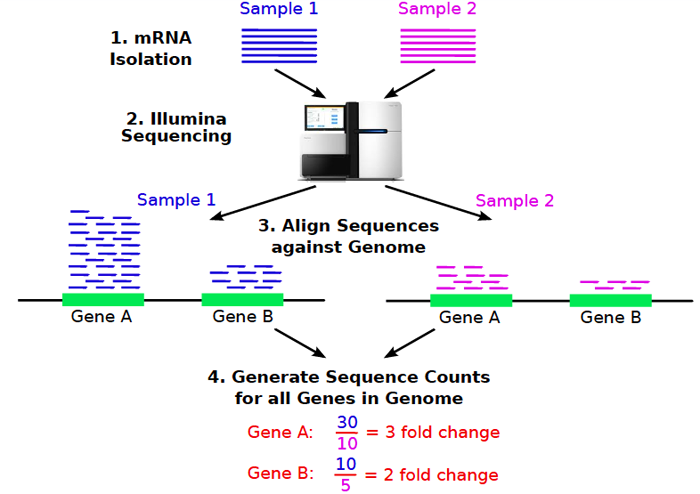 Rnasequencing Data Reveal Thyroid Signature A Rnaseq Rnasequencing Data Reveal Thyroid Signature A Rnaseq